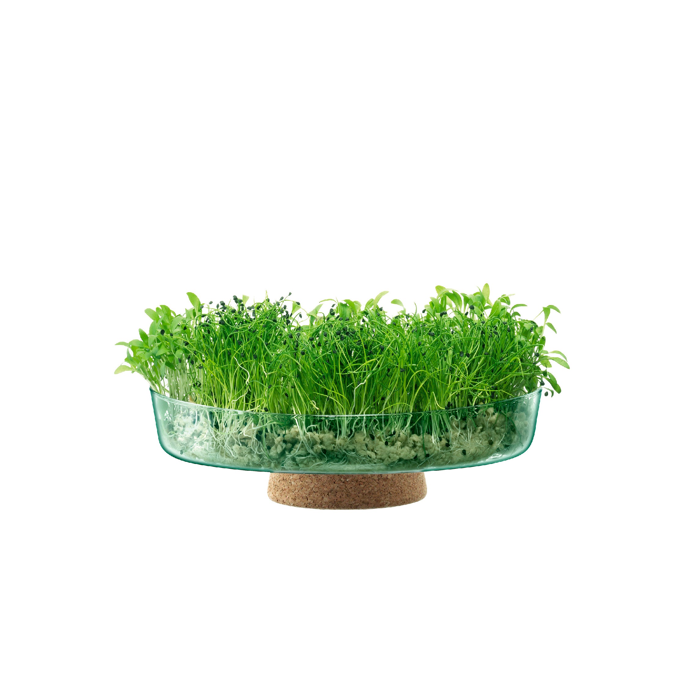 CANOPY キャノピーPLANTING BOWL H8cm / Living Talk Decor リビングトークデコール